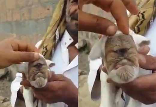 Mutant cyclops goat born with one eye paraded in bizarre footage