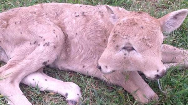 Lucky to be alive: Calf born with 2 faces, 4 eyes at Kentucky farm
