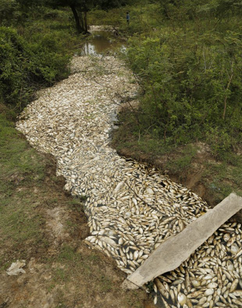 Tragic pictures show thousands of dead fish floating down a river