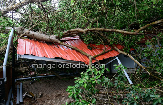 Mangalore Today | Latest main news of mangalore, udupi - Page Huge-tree ...
