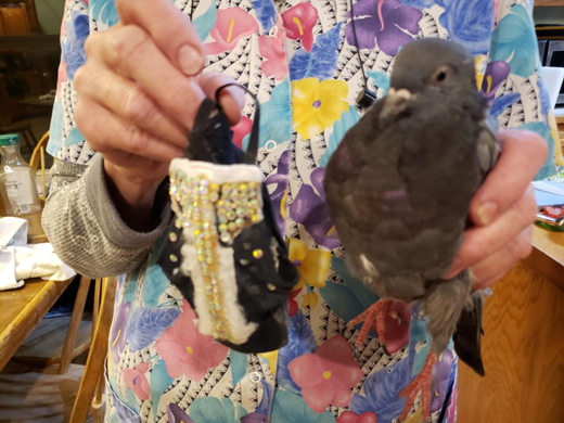 Rhinestone Vest-Wearing Pigeon Reunited With Family