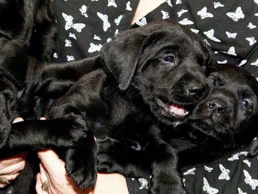 Dog gives birth to one of largest ever Labrador litters