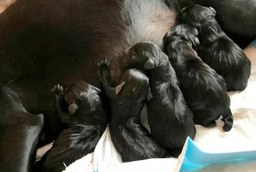 Dog gives birth to one of largest ever Labrador litters
