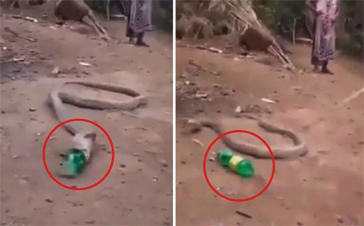 Video of snake throwing up plastic bottle shows that we’re killing the ...