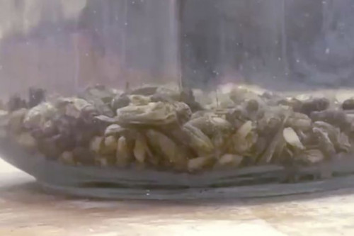 Bakery is making bread using ’crushed crickets’ - and people are disgusted
