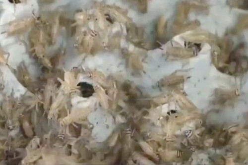 Bakery is making bread using ’crushed crickets’ - and people are disgusted