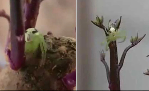 Spider with human-like face on its back horrifies the internet