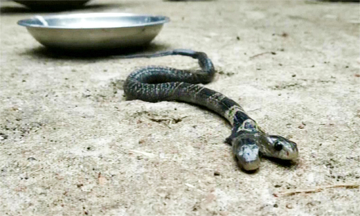 Two-headed snake seen in West Bengal, shocks villagers