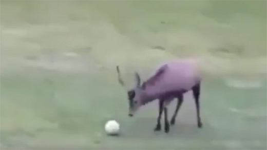 Ever seen a deer play football? Adorable video teaches life lesson and ...