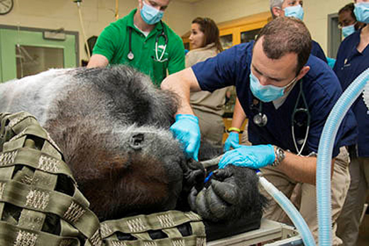 Doctors at San Diego Zoo perform first cataract surgery on a gorilla
