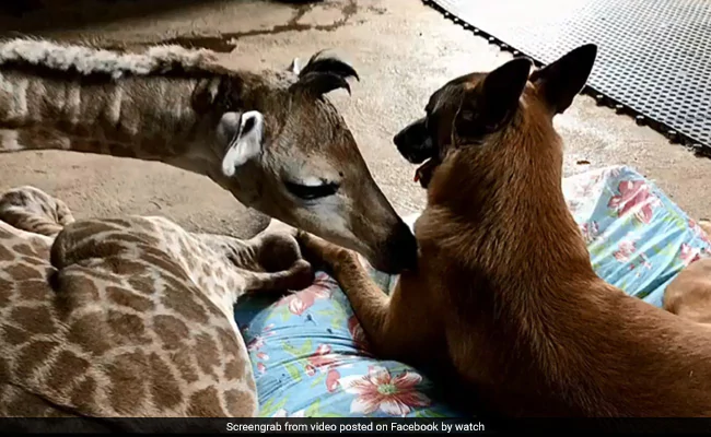 Abandoned baby giraffe and a dog become best buddies