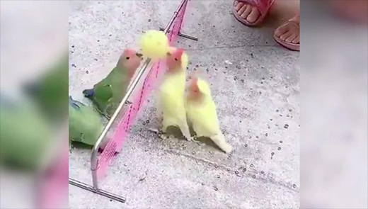 Video of little birds playing volleyball goes viral. Internet is impressed
