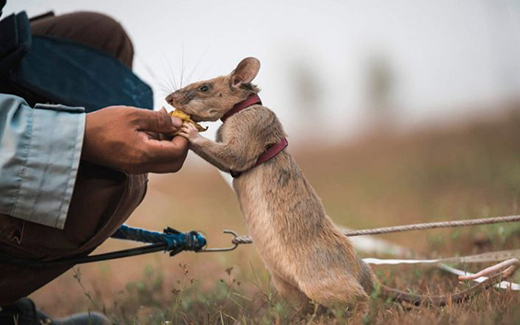 Landmine detection rat awarded gold medal for ’lifesaving bravery’