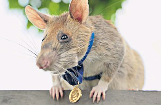 Landmine detection rat awarded gold medal for ’lifesaving bravery’