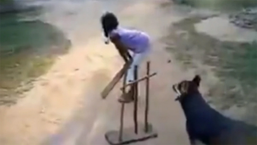 video of dog playing cricket with kids goes viral