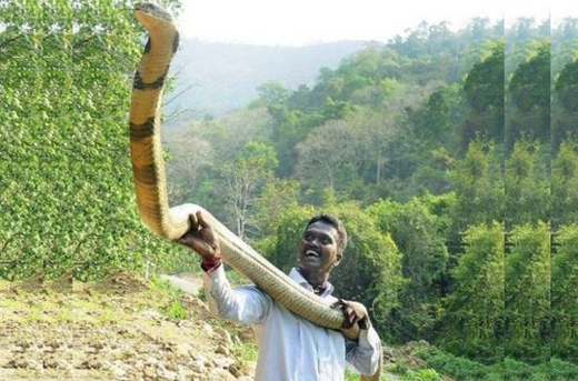 Snake rescuer Vava Suresh captures Cobra even after getting bitten, Watch