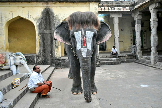 Meet "Bob-cut Sengamalam", an elephant famous for her unique hairstyle