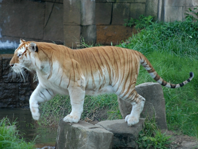 Indias only Golden Tiger seen in Kaziranga days after Black Panther was ...