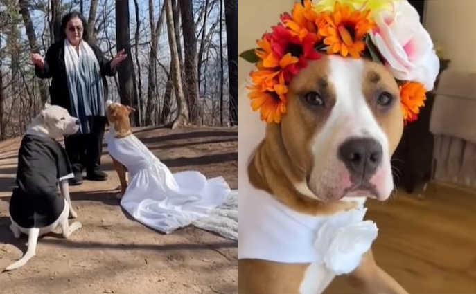 Dog couple getting married is the cutest thing youll see today, watch video