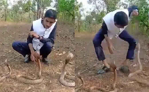 Karnataka man’s stunt with 3 cobras ends badly, watch