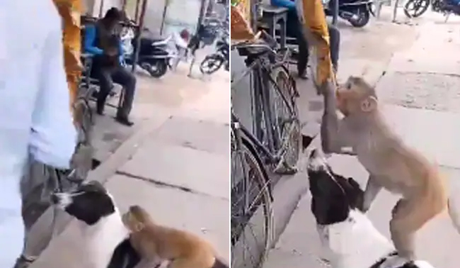 Dog helps monkey steal a packet of chips from shop, watch the viral video