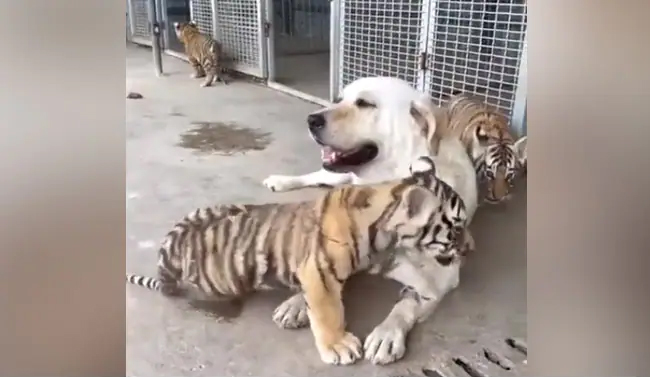 Dog raising three tiger cubs abandoned by their Mother, watch