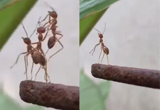 This ant was helping its friends but what happened next is actually a ...