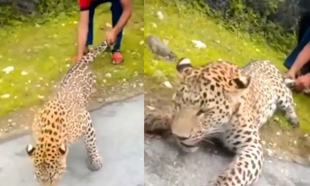 Video of man pulling leopard by the tail goes viral, netizens are angry