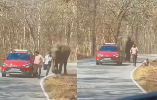 Elephant attack in Bandipur: Men escape death after attempting a selfie ...