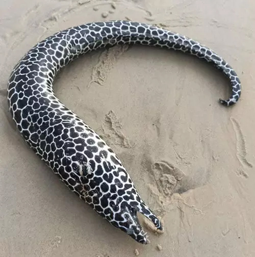 Mangalore Today | Latest main news of mangalore, udupi - Page Very-rare ...