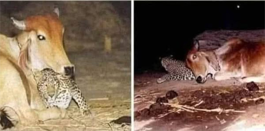 A heartwarming tale of love: In Gujarat, a leopard visits the cow who ...