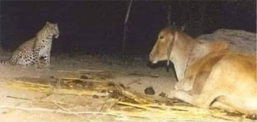 A heartwarming tale of love: In Gujarat, a leopard visits the cow who ...