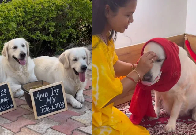 Internet in awe as pet parents organise baby shower of Dog couple, Watch
