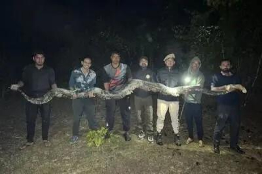 Video: 17-feet-long Python, weighing nearly 100 kg, found in Assam