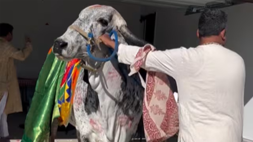 Indian family welcomes ‘sacred’ cow at housewarming ceremony in US ...