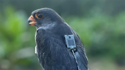 Three tagged Amur falcons fly 5,400 km in five days; scientists track ...