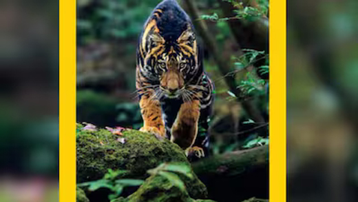 Rare black tiger, captured by Indian photographer, on National ...