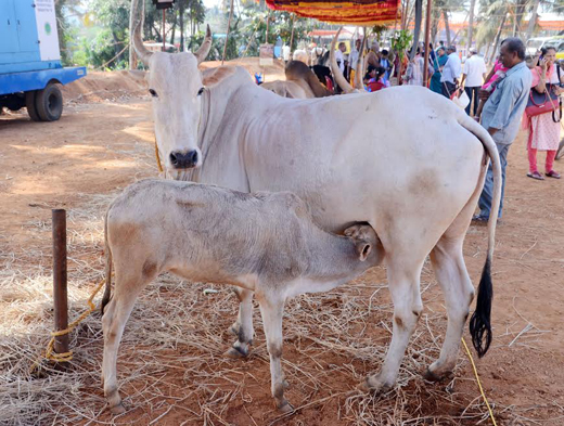 Mangalore Today | Latest main news of mangalore, udupi - Page Local-cow ...