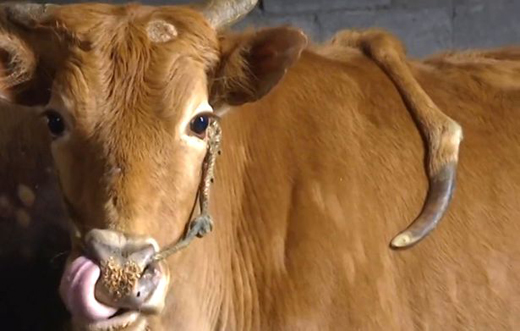 ’Mutant’ cow with fifth leg flopping from its back discovered on ...