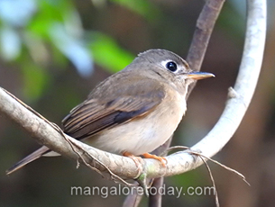 Mangalore Today | Latest main news of mangalore, udupi - Page Manipal ...