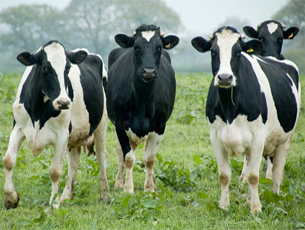 Mangalore Today | Latest main news of mangalore, udupi - Page Mangaluru ...