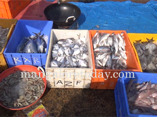 Mangalore Today | Latest main news of mangalore, udupi - Page Fish ...