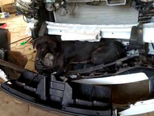 Mangalore Today | Latest main news of mangalore, udupi - Page Dog-hit ...