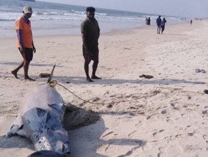 Mangalore Today | Latest main news of mangalore, udupi - Page Dolphin ...