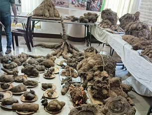 Mangalore Today | Latest main news of mangalore, udupi - Page Tuber-and ...