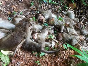 Mangalore Today | Latest main news of mangalore, udupi - Page Sullia ...