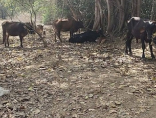 Mangalore Today | Latest main news of mangalore, udupi - Page 19-cows ...