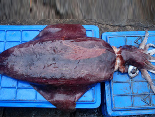 Mangalore Today | Latest main news of mangalore, udupi - Page Local ...