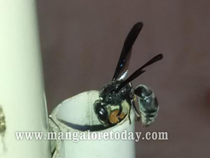 Mangalore Today | Latest main news of mangalore, udupi - Page -Assassin ...