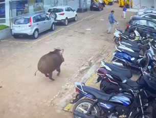 Mangalore Today | Latest main news of mangalore, udupi - Page Wild-boar ...